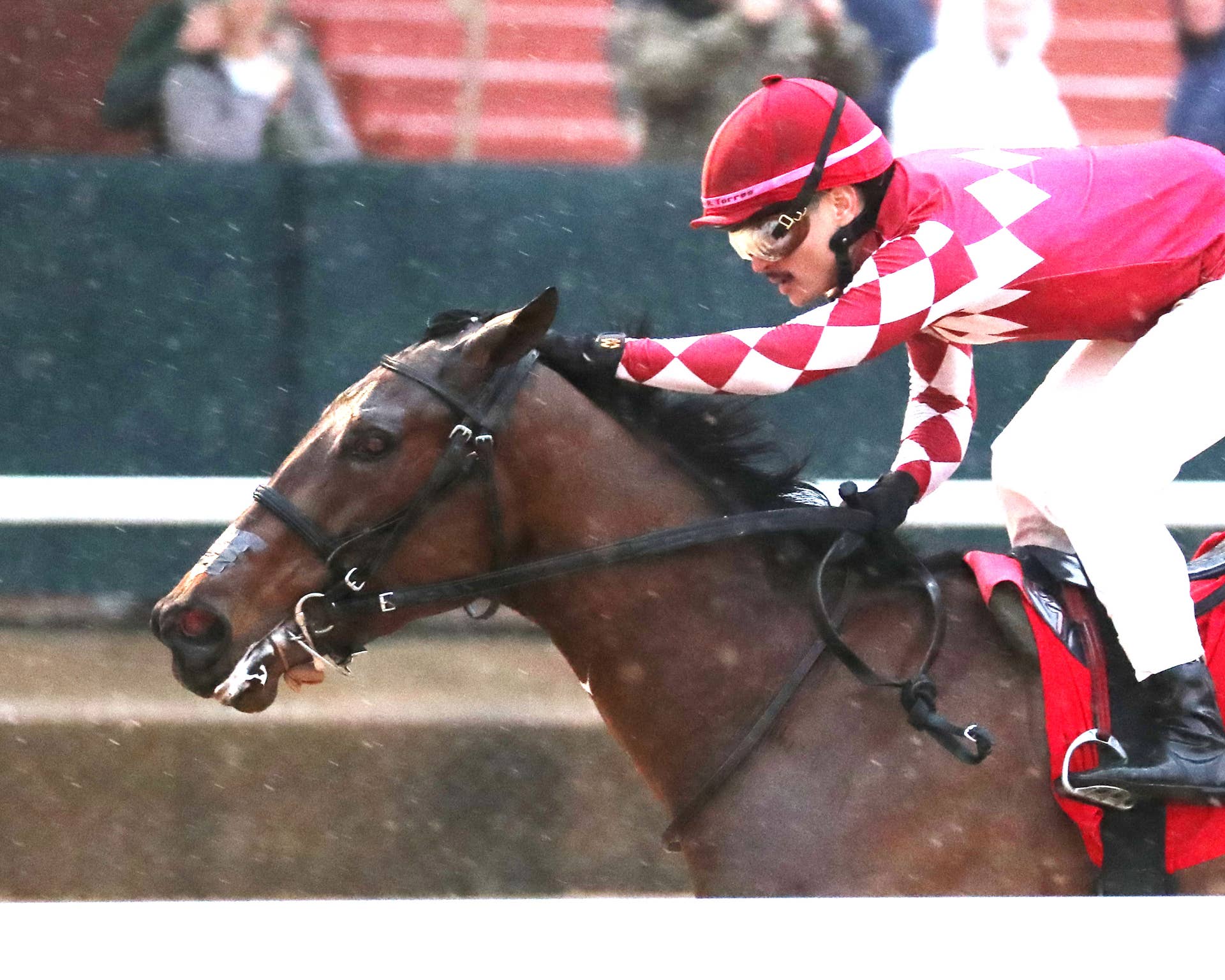Trainer Mark Casse Mulls Plans For Undefeated French Friction - Paulick ...