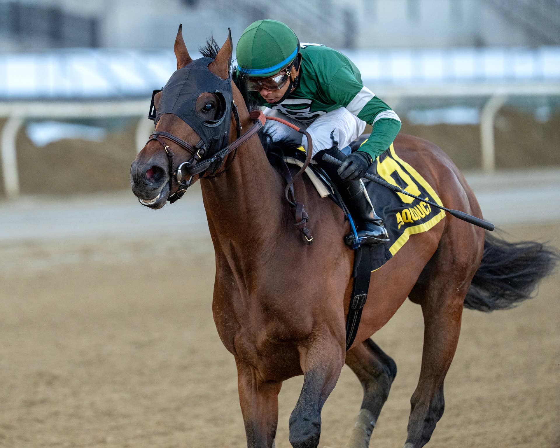 Iron Honor In Fine Fettle Following Gotham Win - Paulick Report