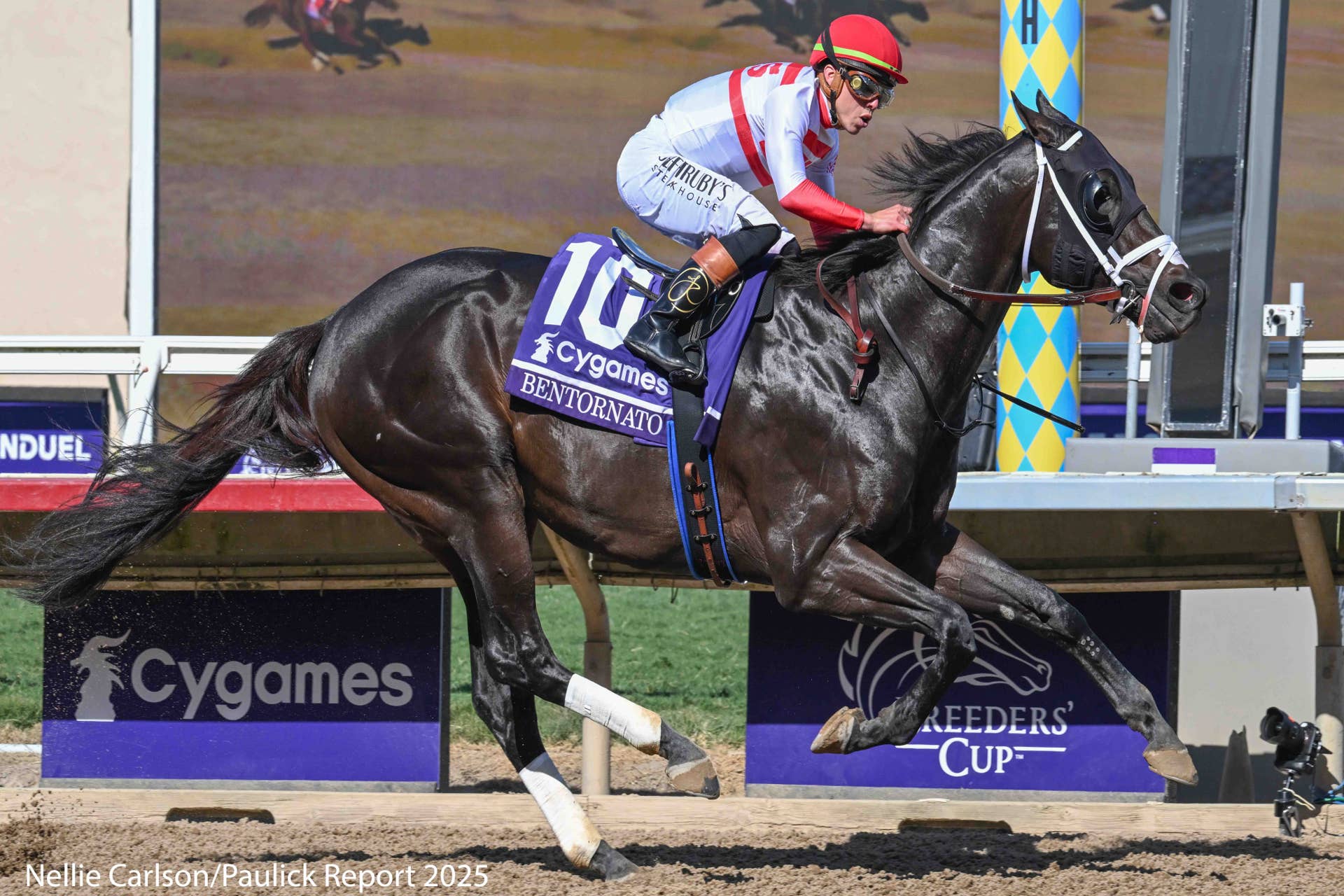 Bentornato Heads To Dubai For Golden Shaheen; Shisospicy Remains 'On ...