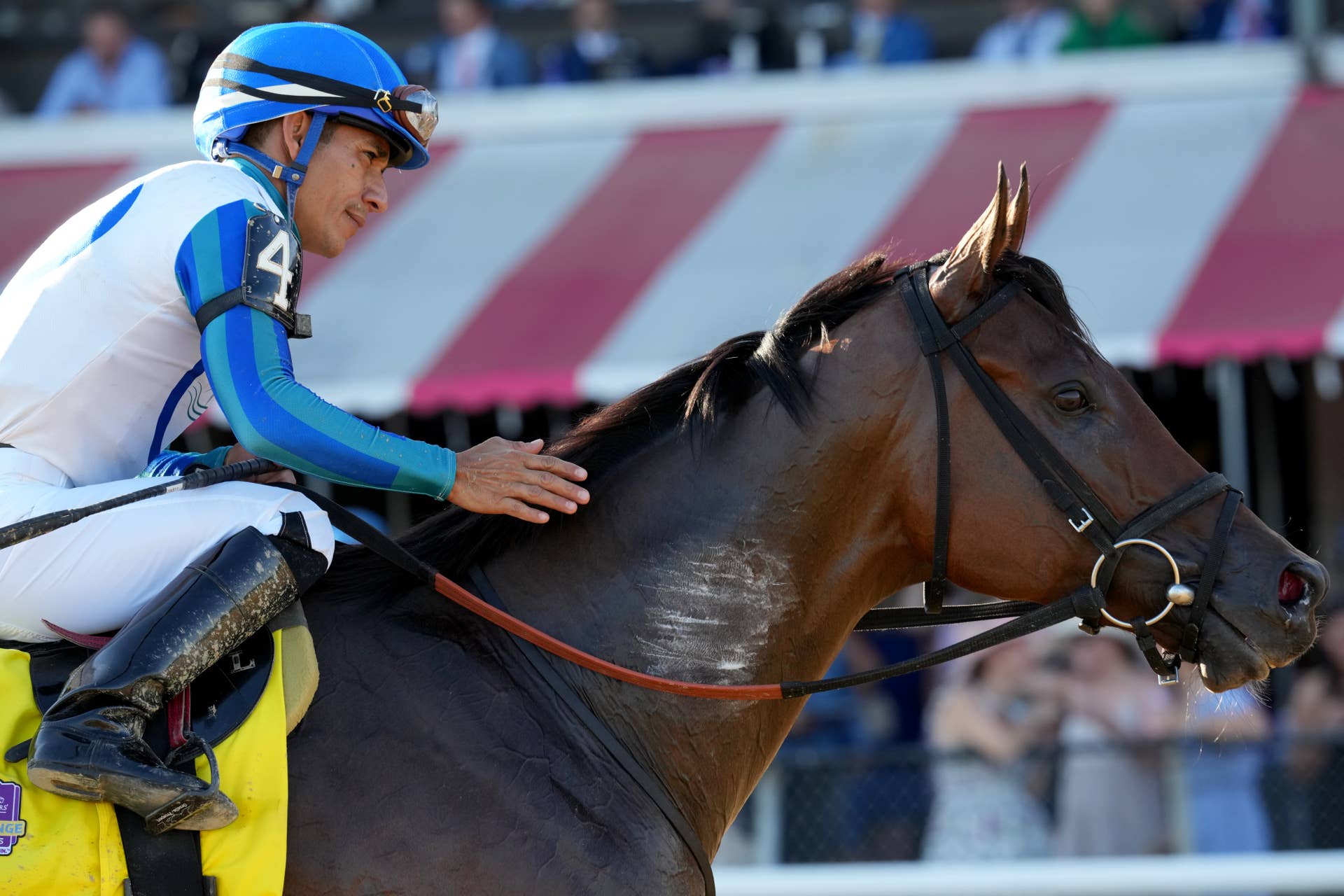 Book'em Danno To Gear Up For 2026 Campaign At Tampa Bay Downs - Paulick ...