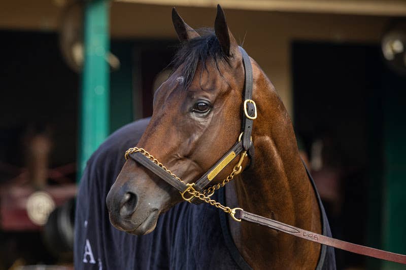 Pacific Classic Winner Fierceness Voted Del Mar's Horse Of Meet ...