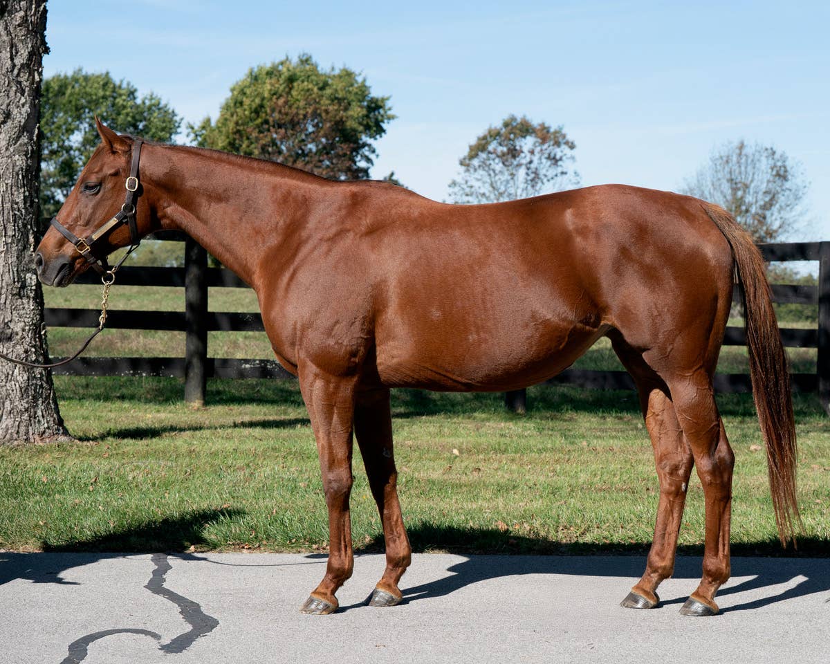Paramount Sales Consignment, Horses With Recent Form Headline Inglis ...