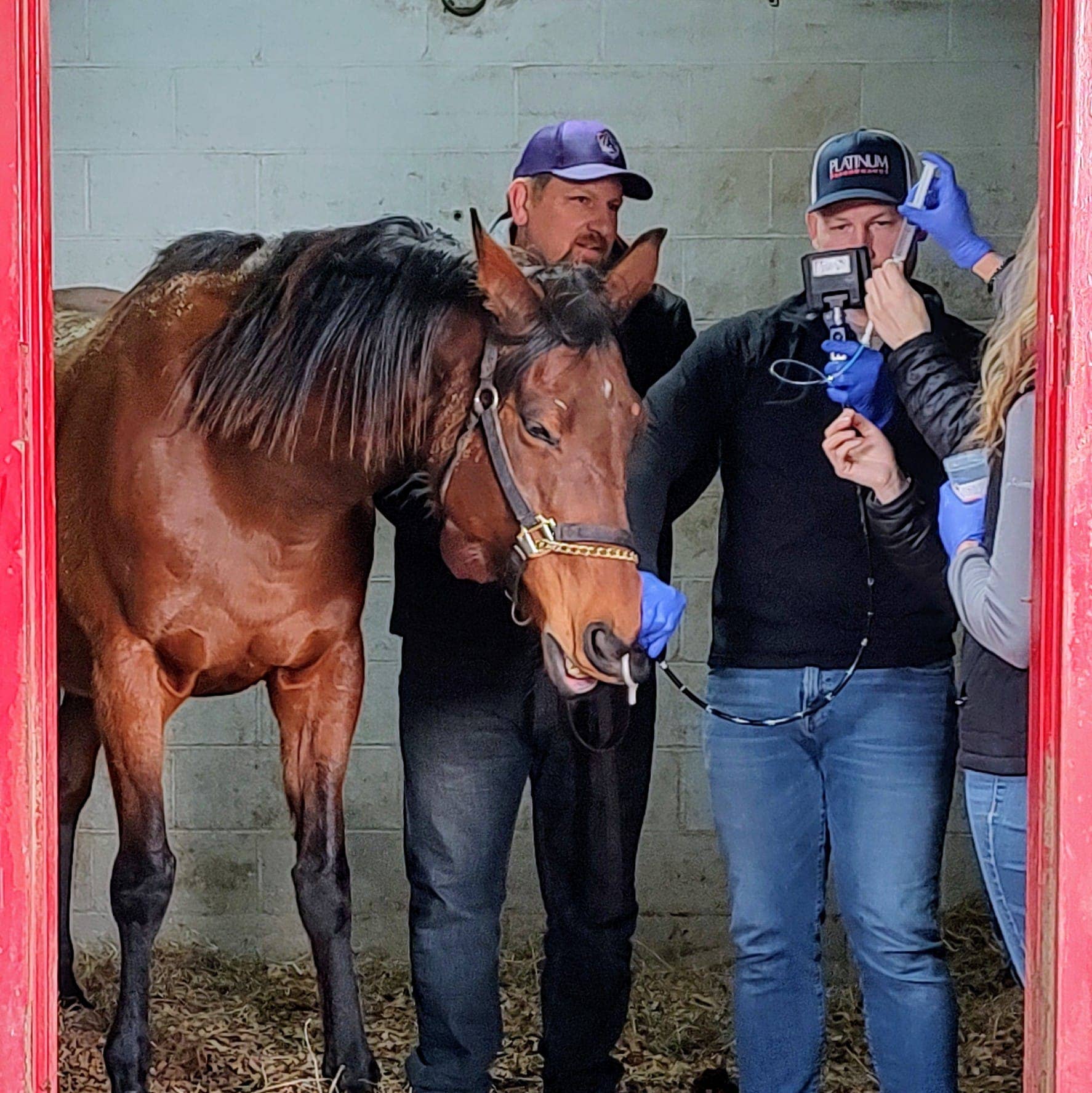What Does The Bail Pen ‘Spin’ Do To Horse Rescues? - Paulick Report