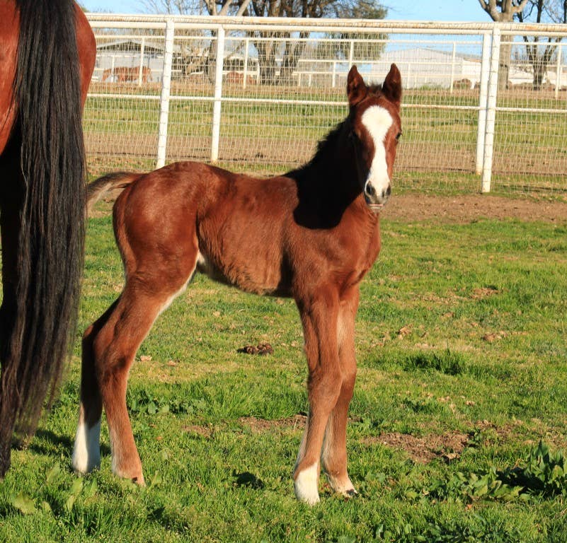 It's A Boy! First Foal Is A Colt For California Stallion Bolden ...