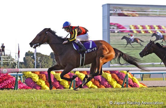 Japanese Racing Fans' Favorite Runners Conclude 2025 In Arima Kinen ...