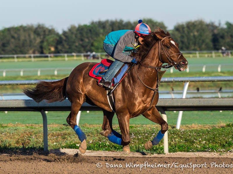 Weekend Lineup: Irish War Cry Back In Hal's Hope - Paulick Report