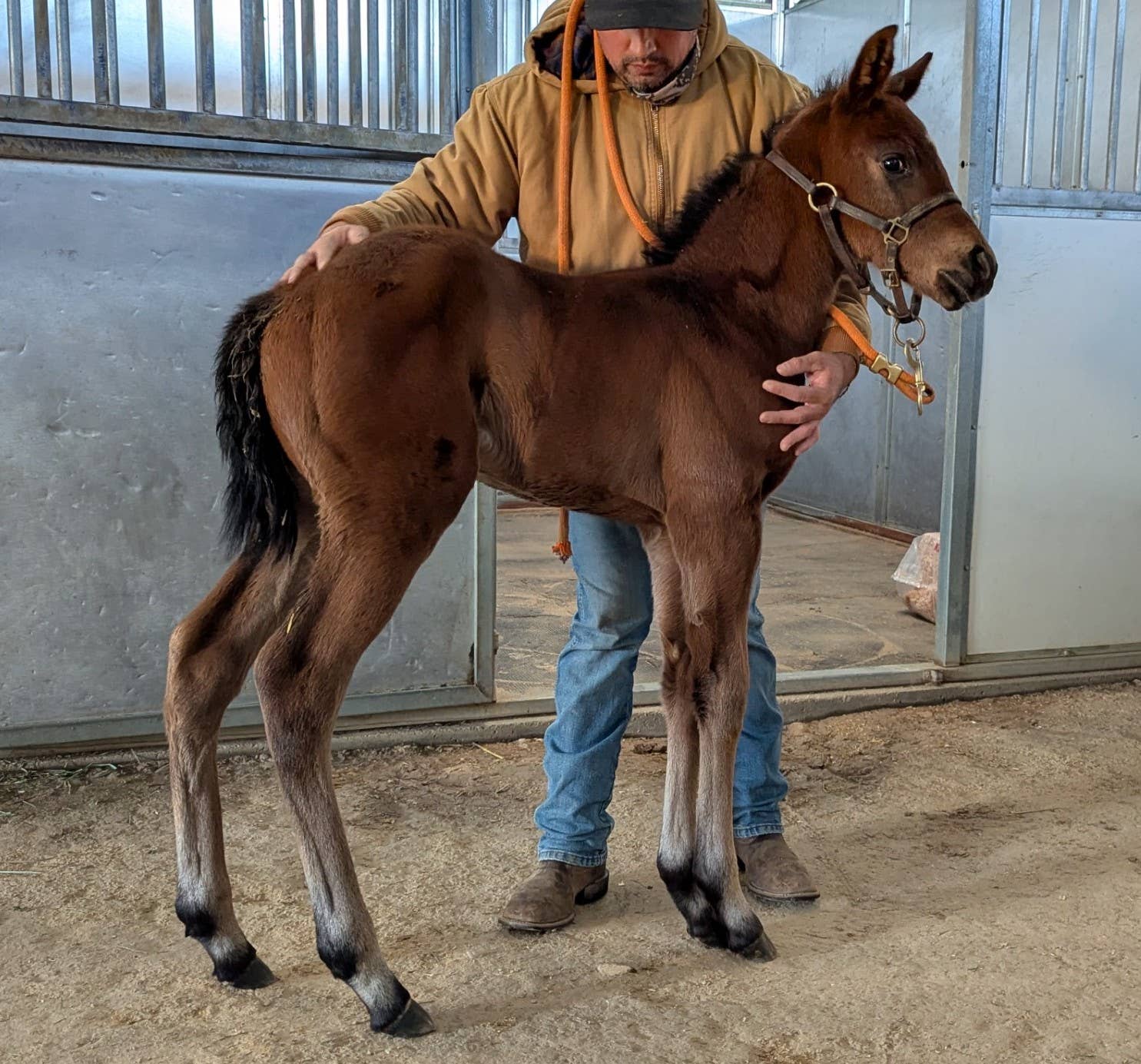 'Smart-Looking Filly': First Foal Arrives For California Stallion ...
