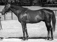 Ed DeRosa: Mr. Prospector's influence in the Belmont - Horse Racing ...