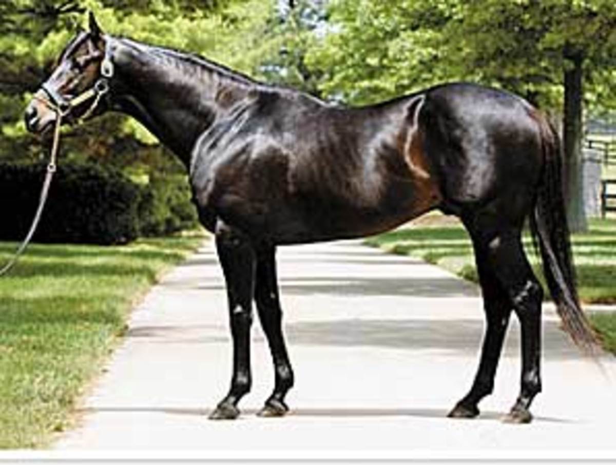 Women In Racing: Racing’s Adventuress - Horse Racing News | Paulick Report