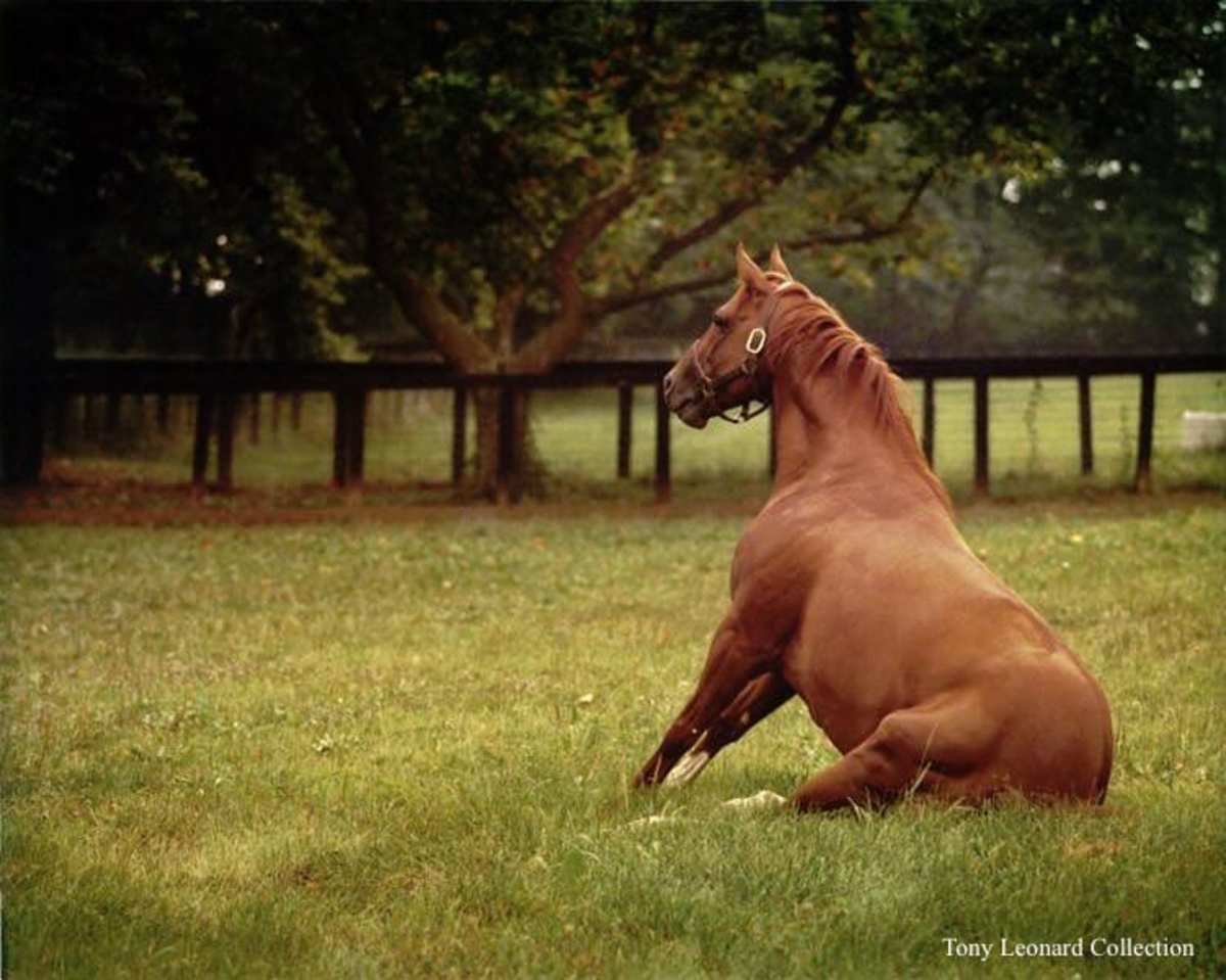 Scan By Scan, Curators Of Leonard Photography Collection Preserve ...