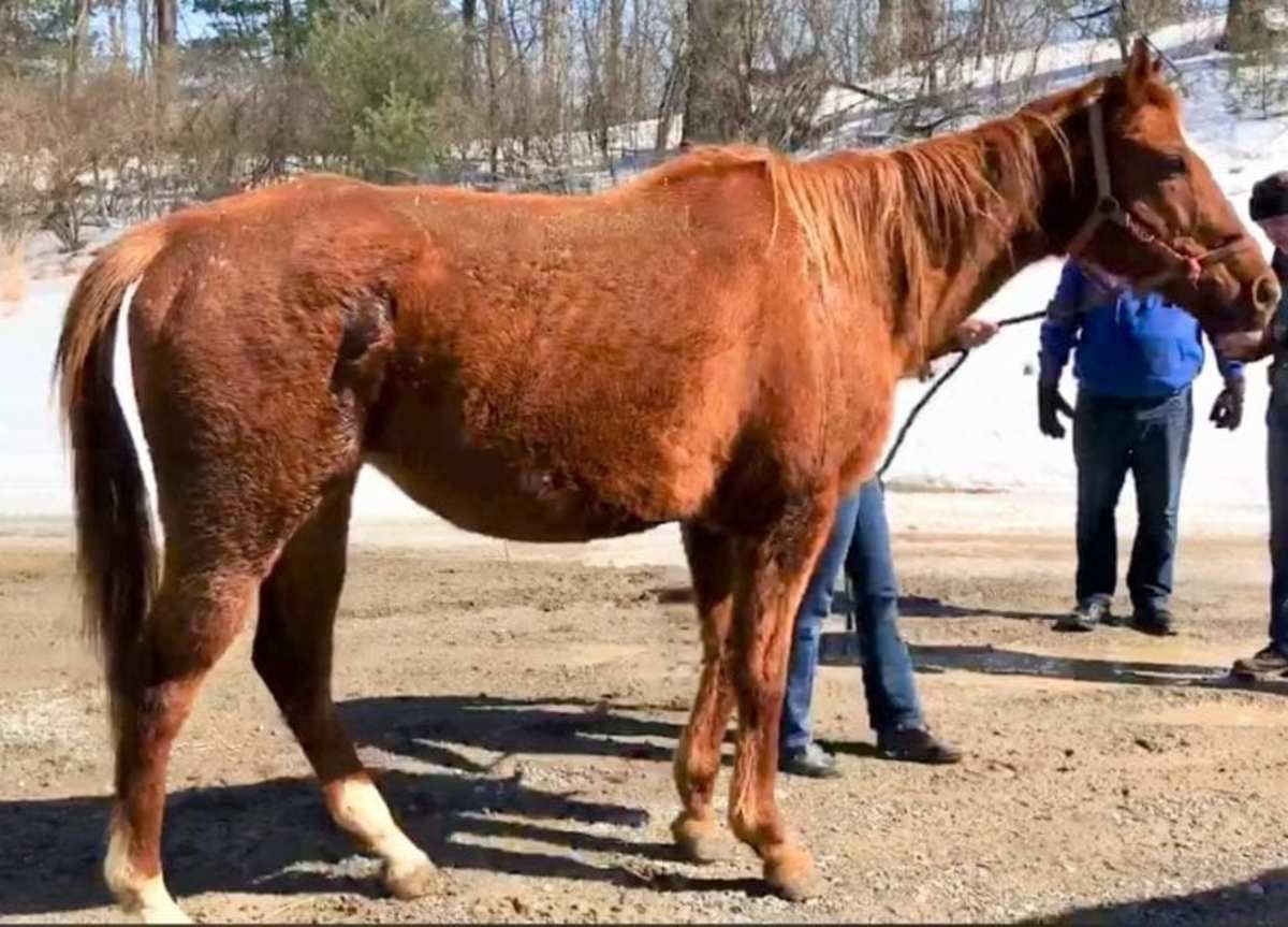 TRF 'Steps Up' In Collaborative Effort To Rescue Four Neglected Horses ...