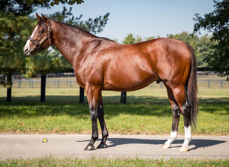 The 2022-23 All-Value Sire Team: Part 1 - Choosing A Team Captain ...