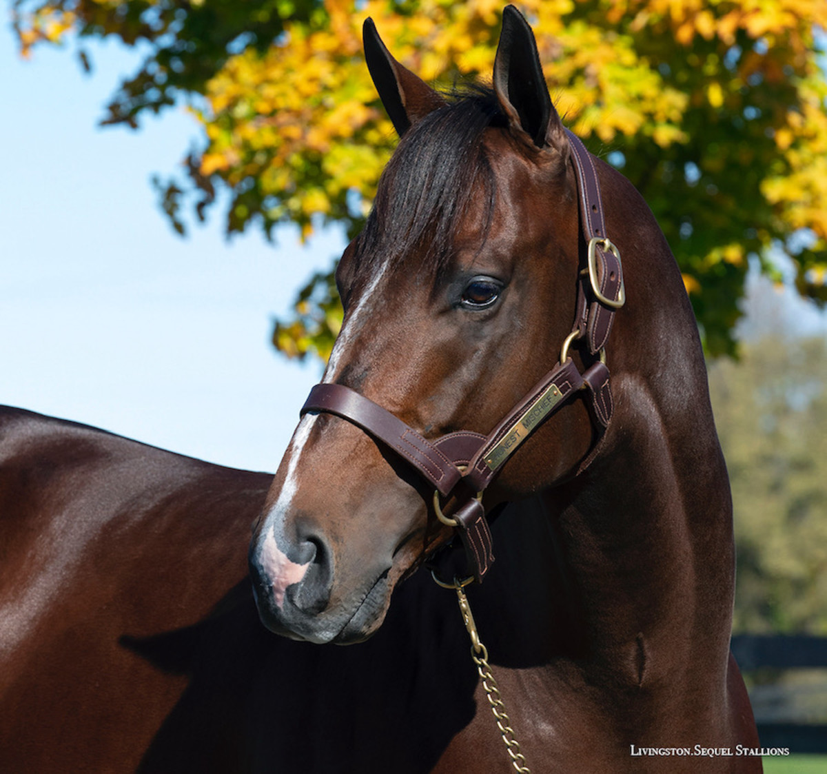 Making Claims: The 2022 Regional Stallion Expansion Draft | Horse ...