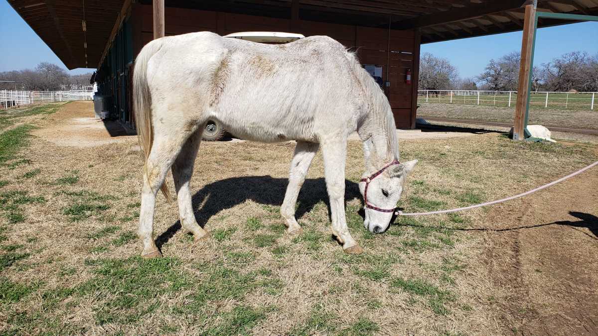 Why Do Equine Neglect Cases Happen? - Horse Racing News | Paulick Report