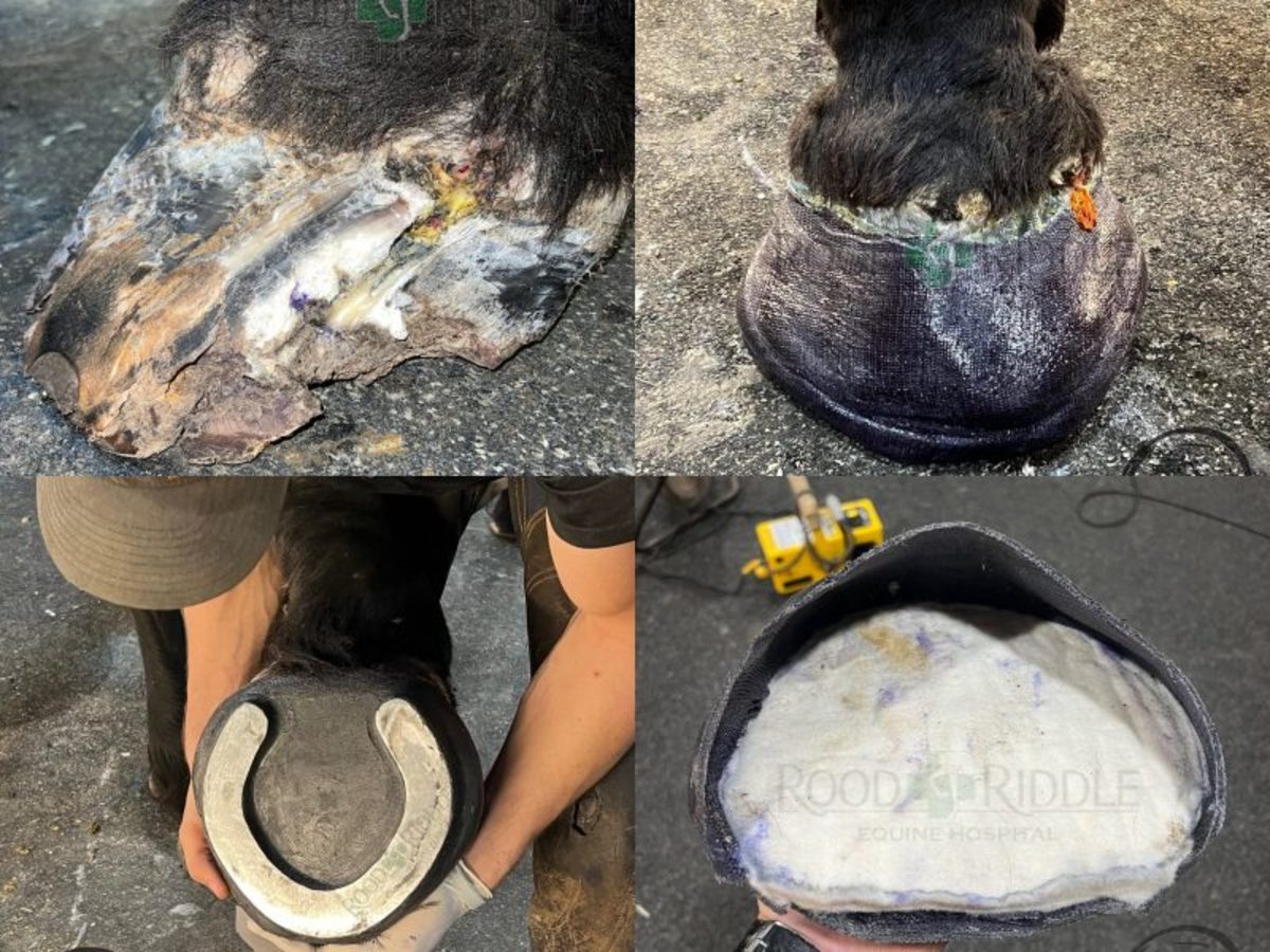 Rood & Riddle Podiatry: Quality Of Life Improved For Percheron With ...