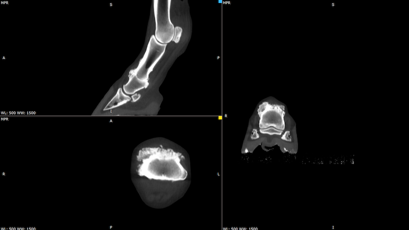 New Equine CT Scanner Installed At Mizzou | Horse Racing Free Tips