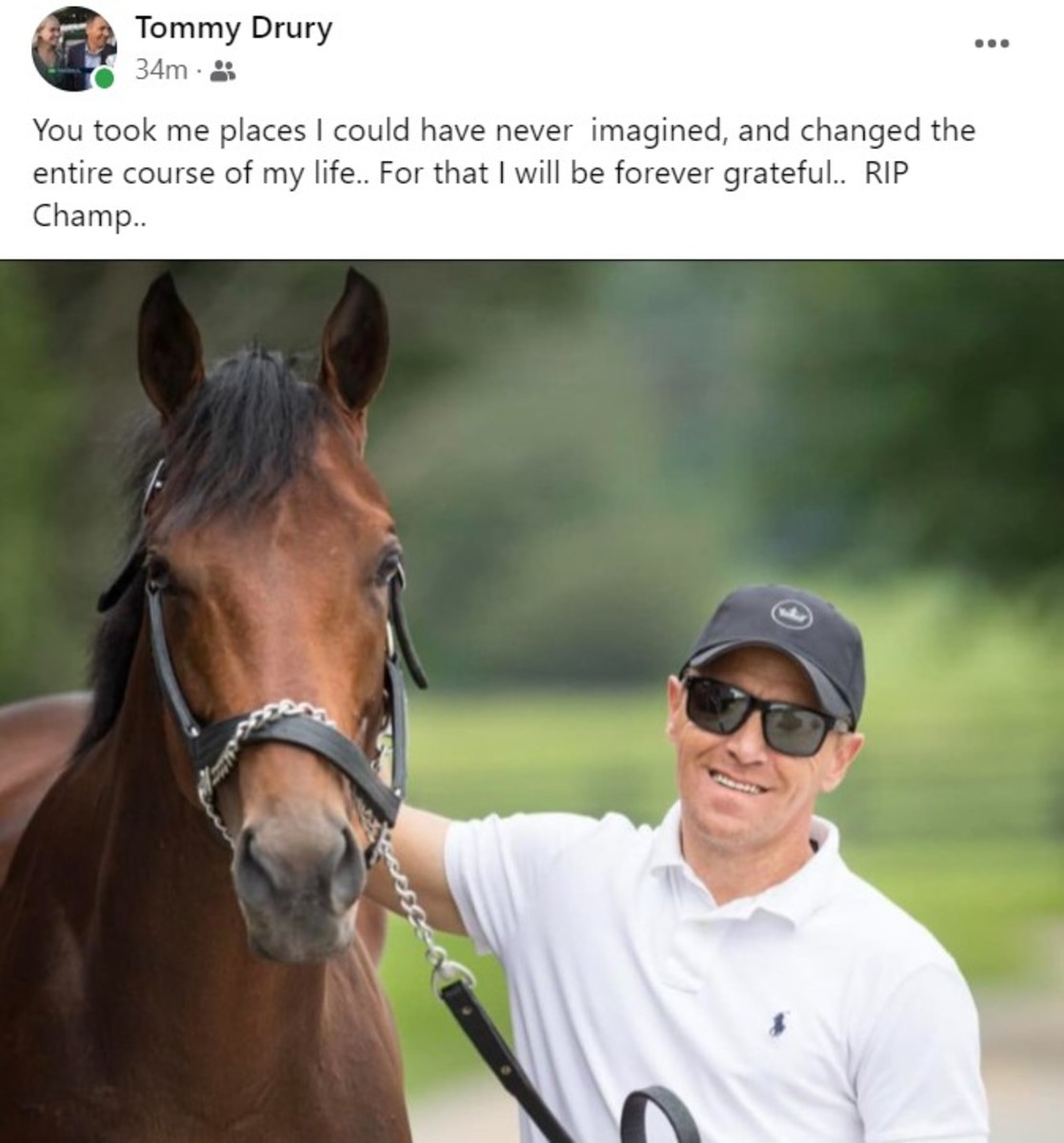 'We're Heartbroken': Art Collector Euthanized Due To Laminitis - Horse ...