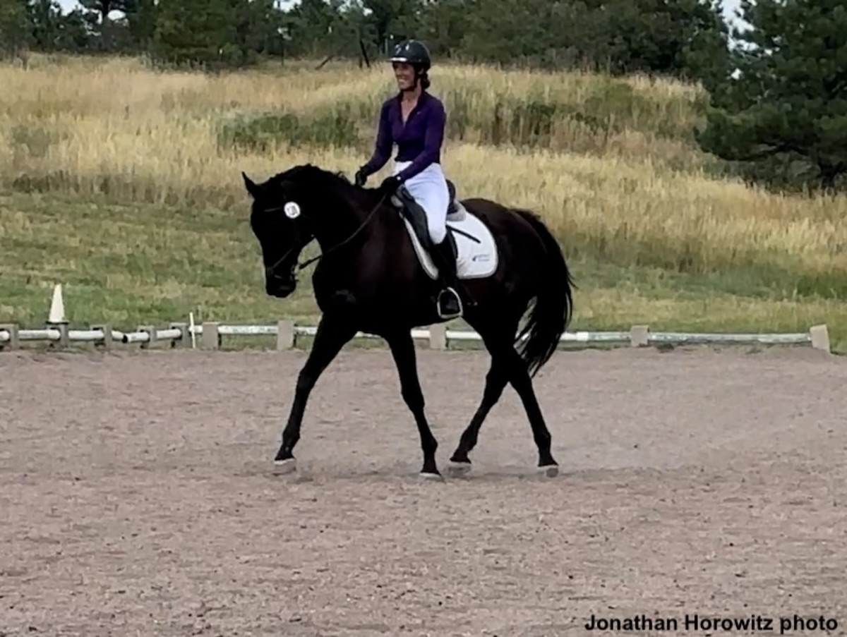 Horowitz On OTTBs Presented by Excel Equine: One Of Most Significant ...